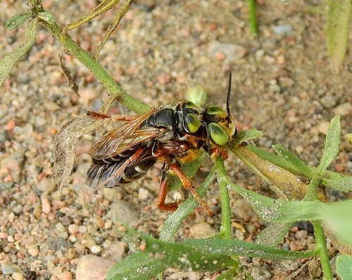 Tachytes fraternus · iNaturalist