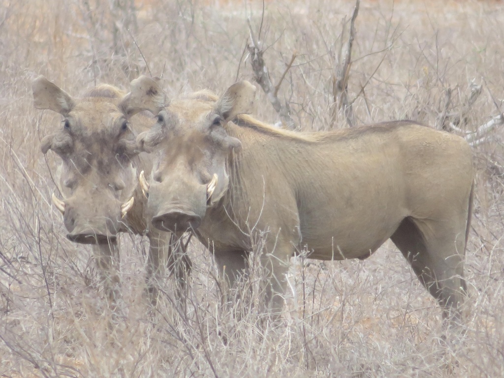 Somali Warthog from Kws Tsavo National Park - East Manyani Entrance ...