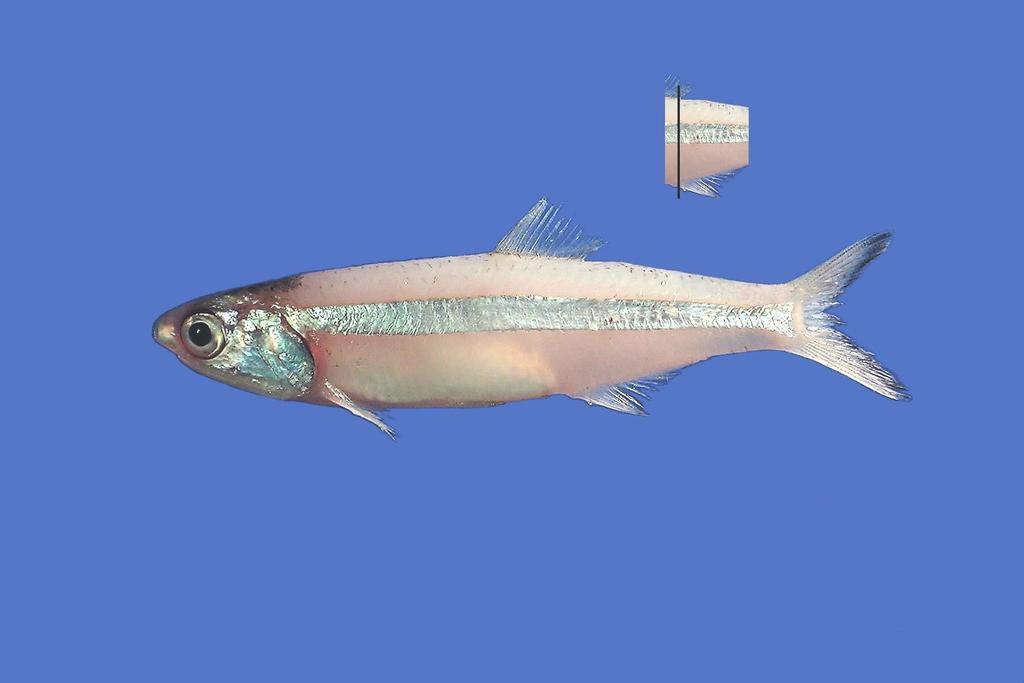 Striped Anchovy (Anchoa hepsetus) - Marine Life Identification