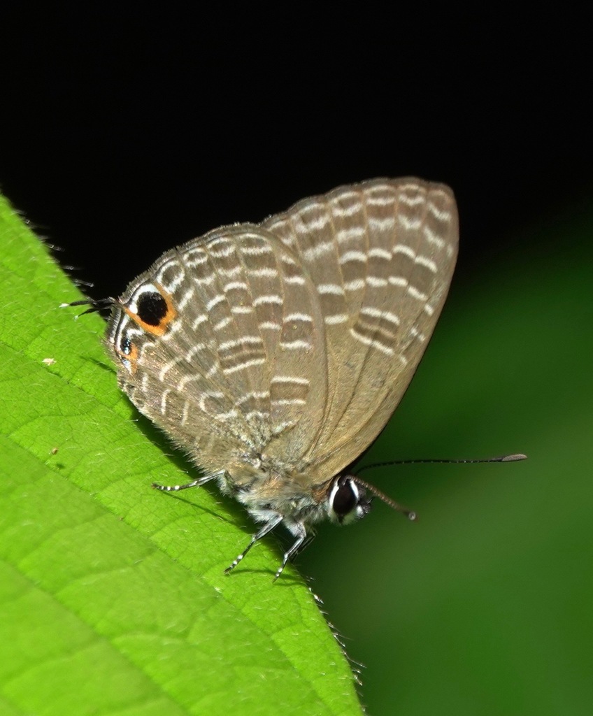 Jewel Fourline Blue from Central Catchment Nature Reserve (Jelutong ...