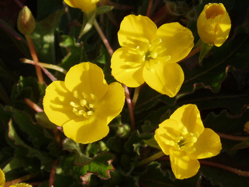 Pacific Giant Primrose – Primula Pacific Giant – SCLH