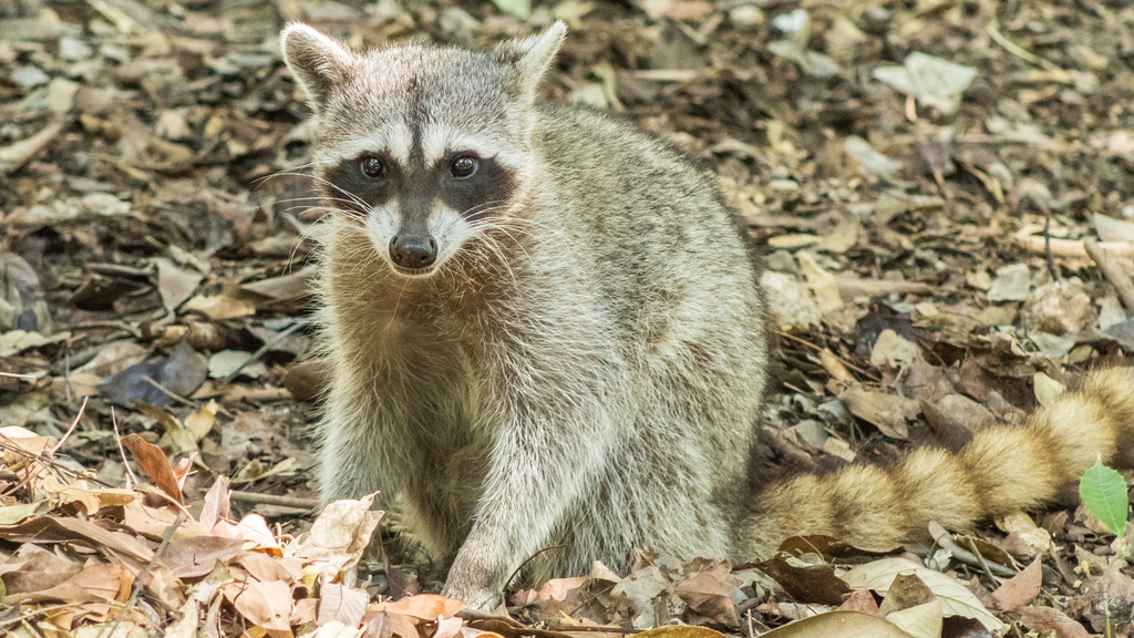Common Raccoon from La Charca, Q.R., Aeropuerto de Chetumal, Chetumal ...