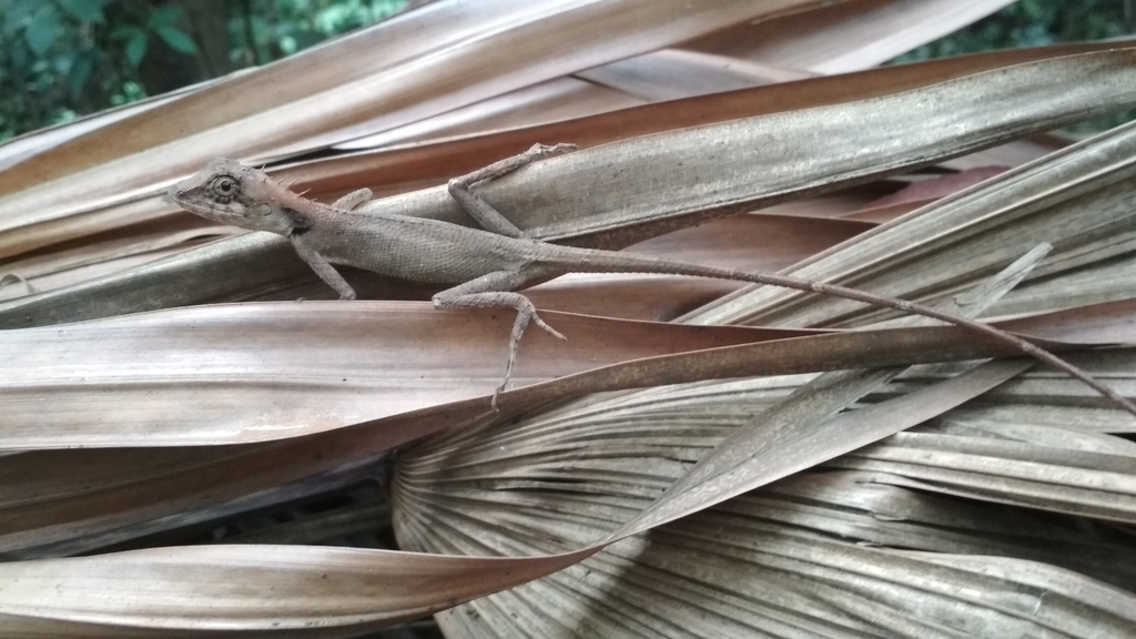 Elliot's Forest Lizard from Pookode, Kerala 673576, India on March 11 ...