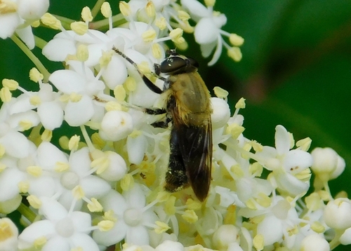 Observations by phacelia15 · iNaturalist