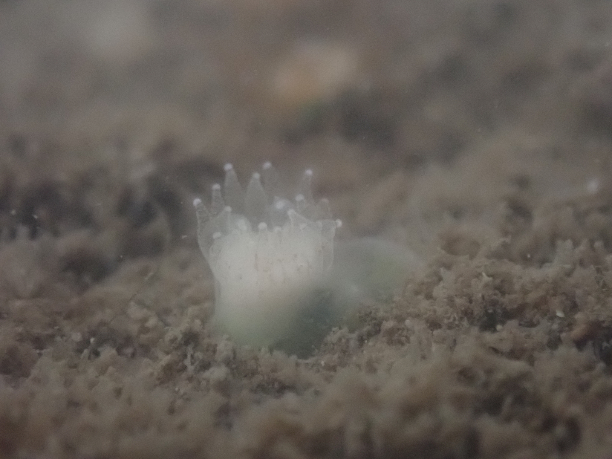 Polycyathus Duncan, 1876