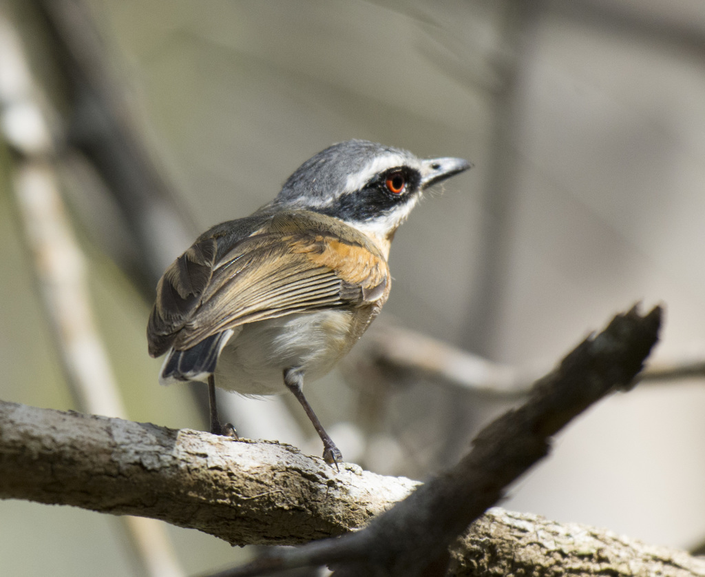 Short-tailed Batis from Malindi, Kenya on February 17, 2017 at 09:30 AM ...