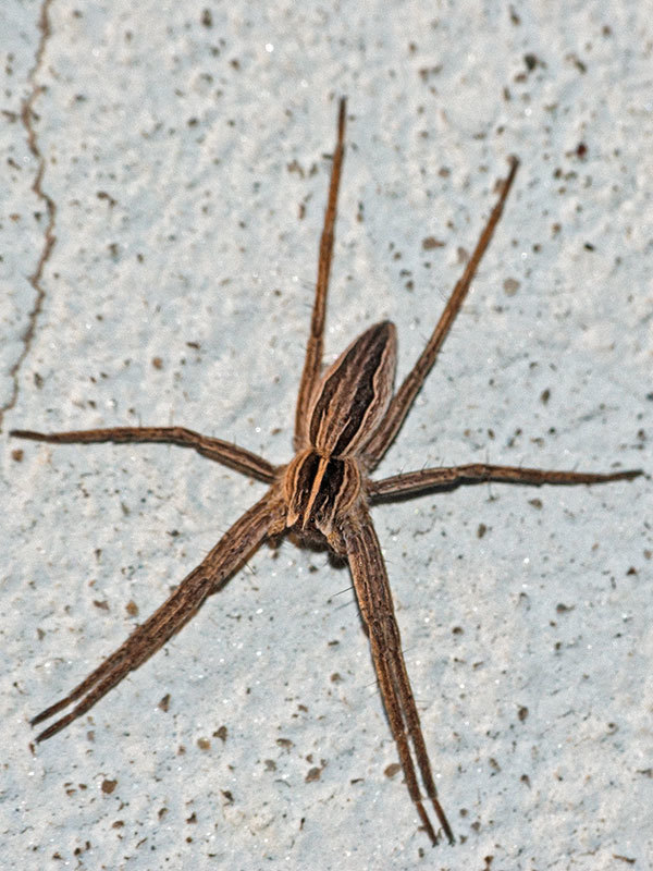 European Nursery Web spider from Ada, RS-SN, RS on February 3, 2021 by ...