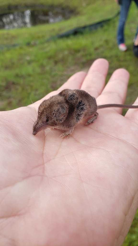 Long-tailed Shrews from Toro Creek Rd, Salinas, CA 93908, USA on March ...