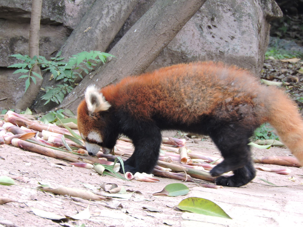 Chinese Red Panda (Ailurus fulgens styani) - Know Your Mammals