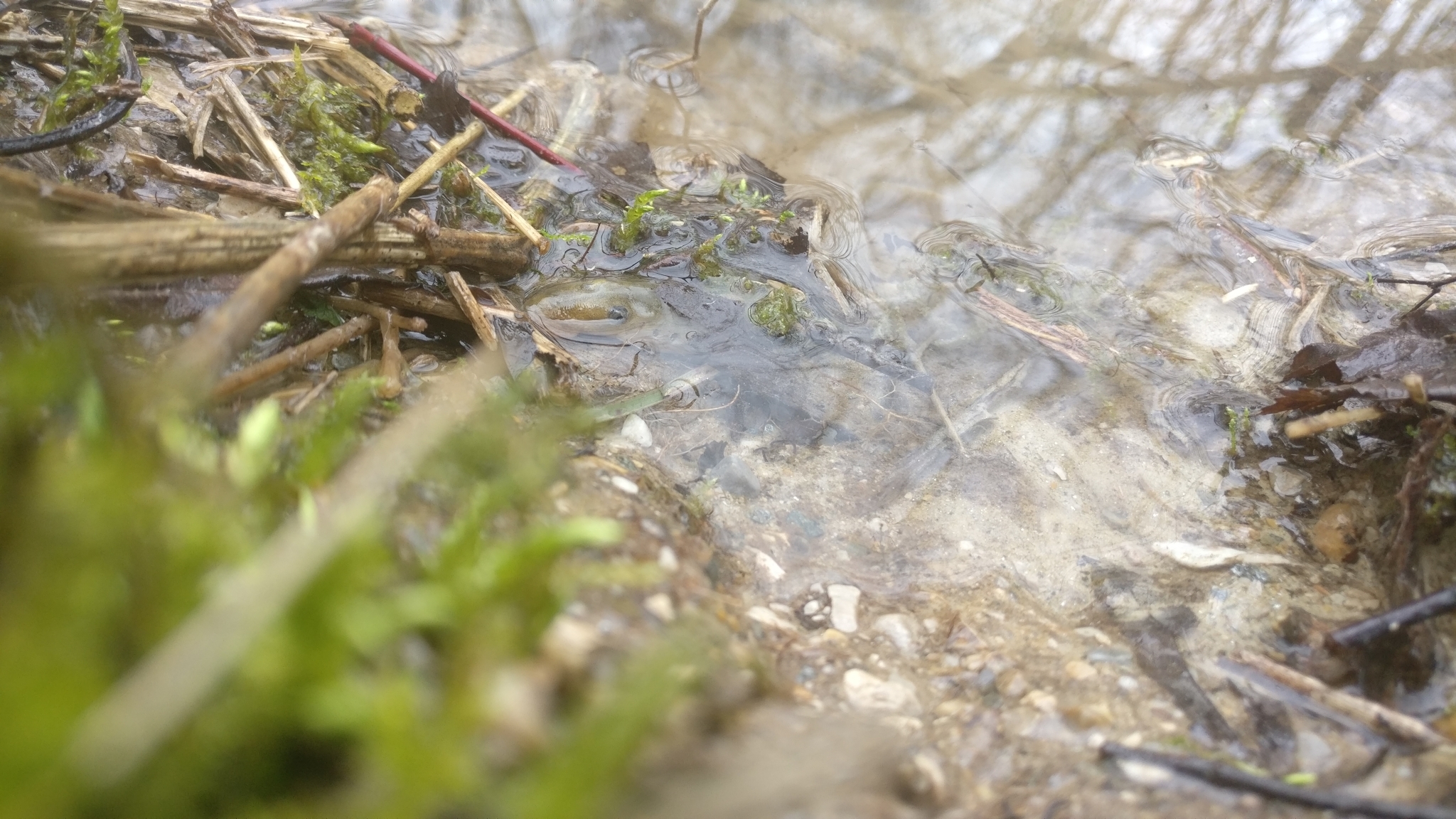 Lethenteron zanandreai (Vladykov, 1955)