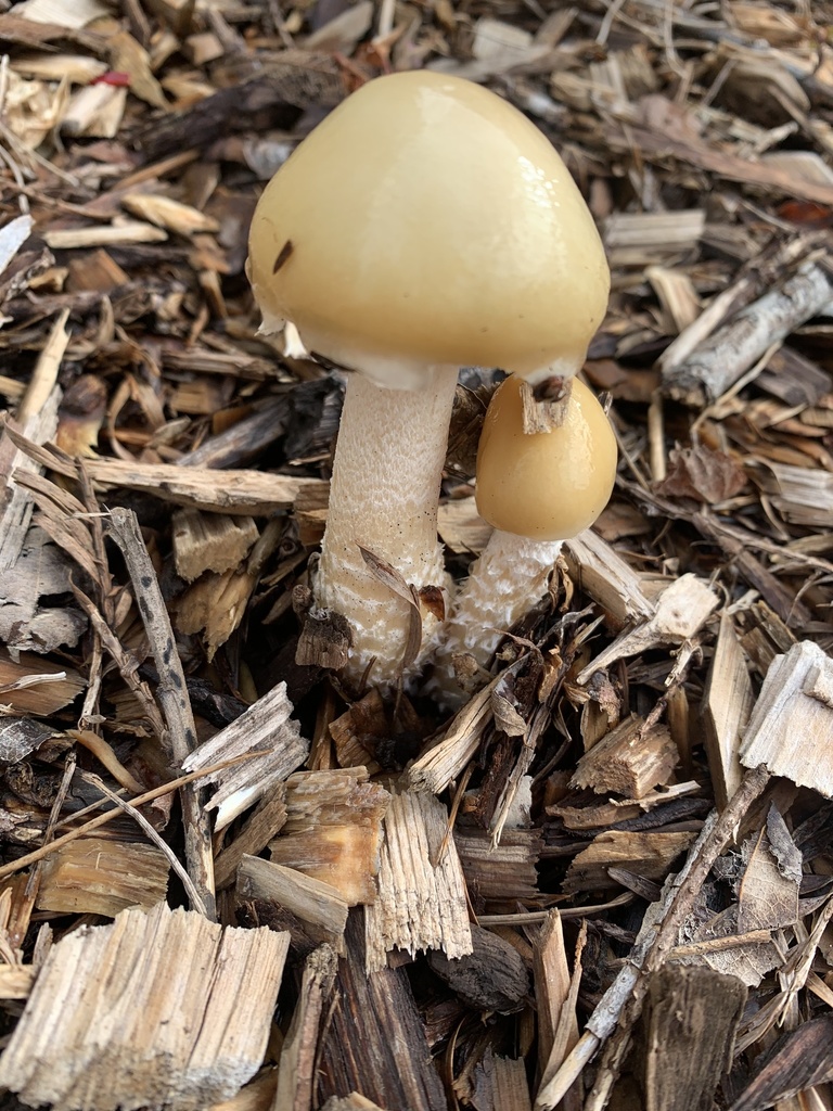 Questionable Stropharia from Humboldt State University, Arcata, CA, US ...