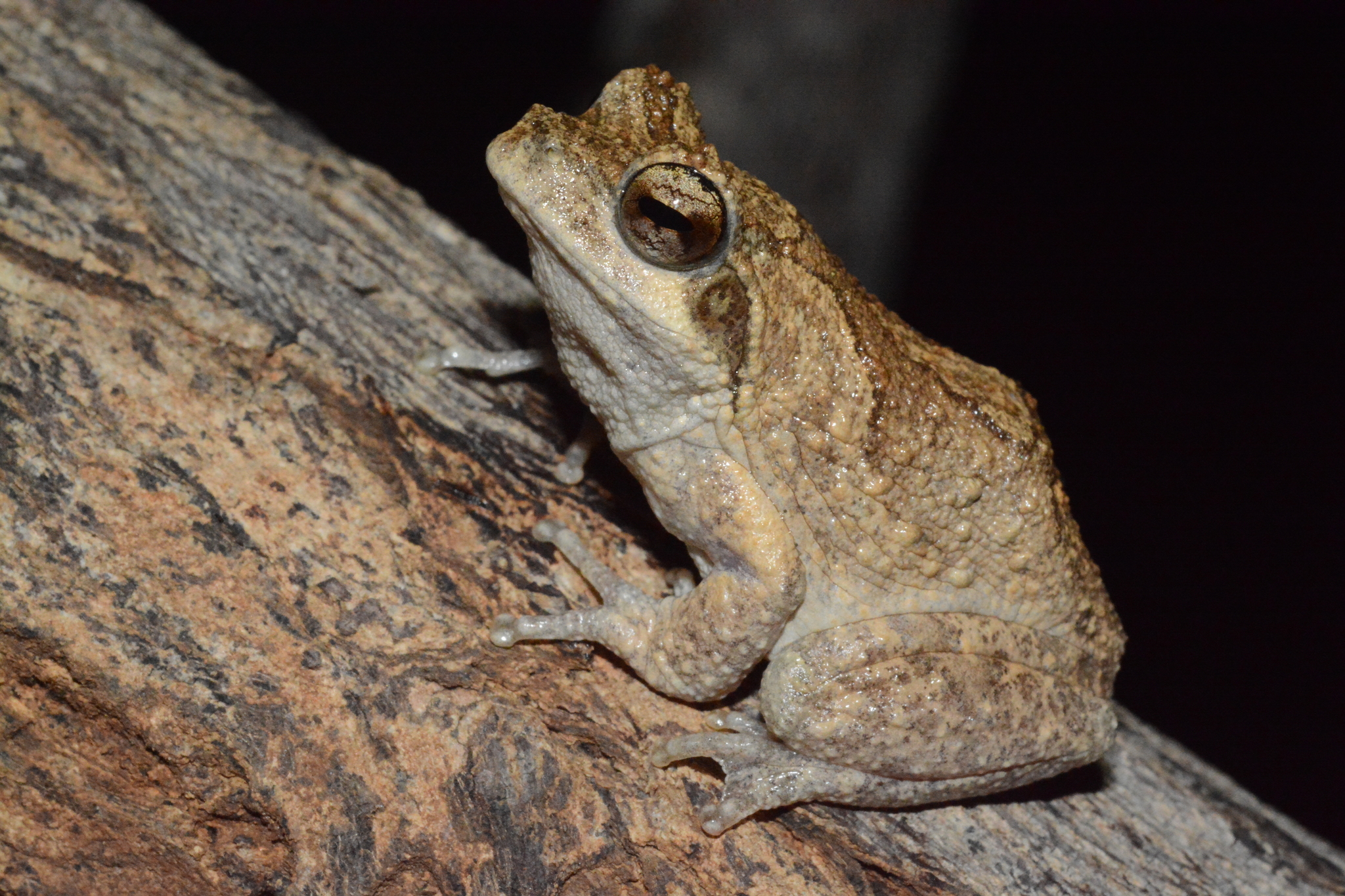 Chiromantis petersii Boulenger, 1882