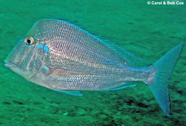 Littlehead Porgy (A Field Guide to the Fishes of Charlotte Harbor ...