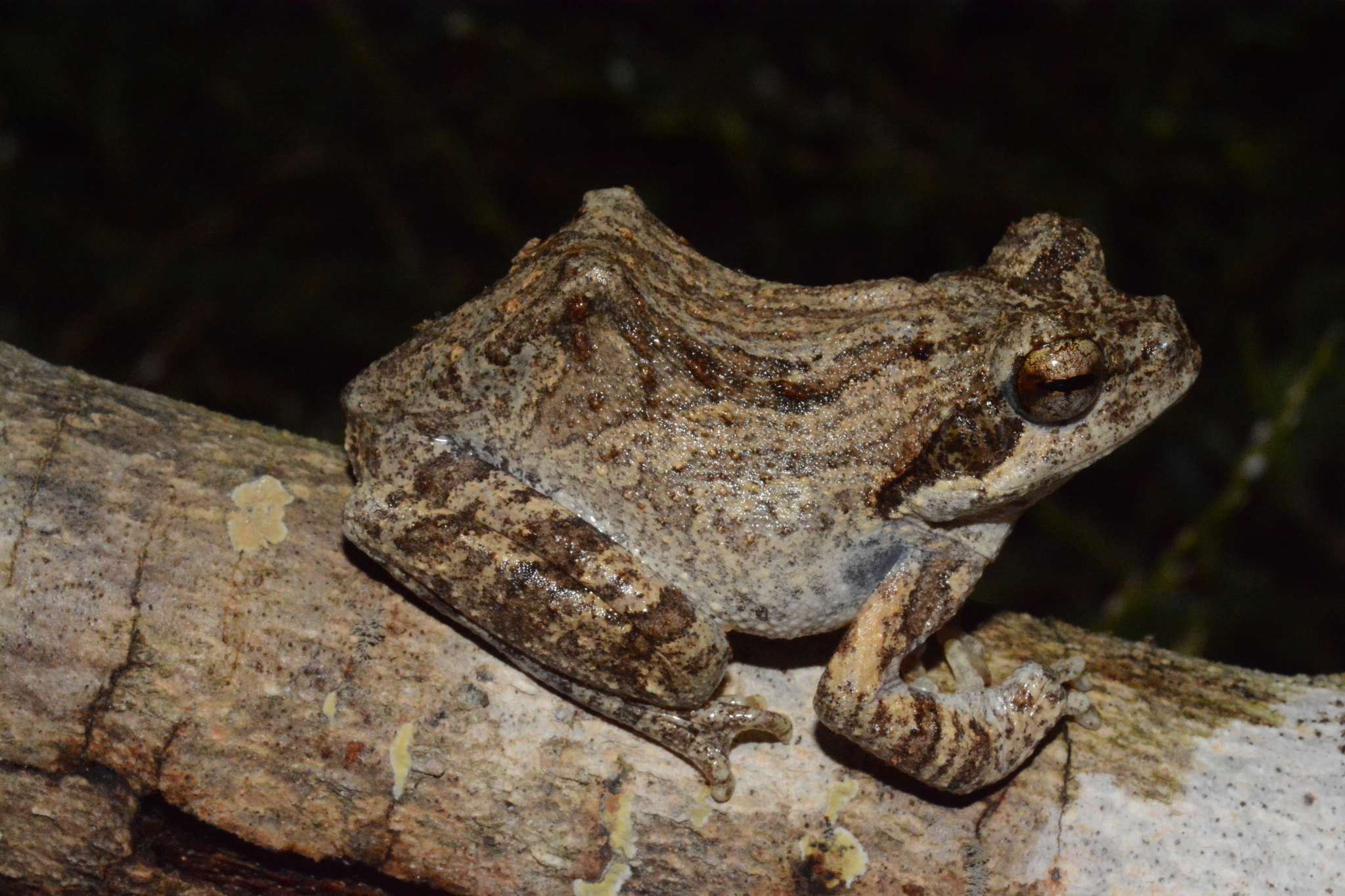 Chiromantis petersii Boulenger, 1882