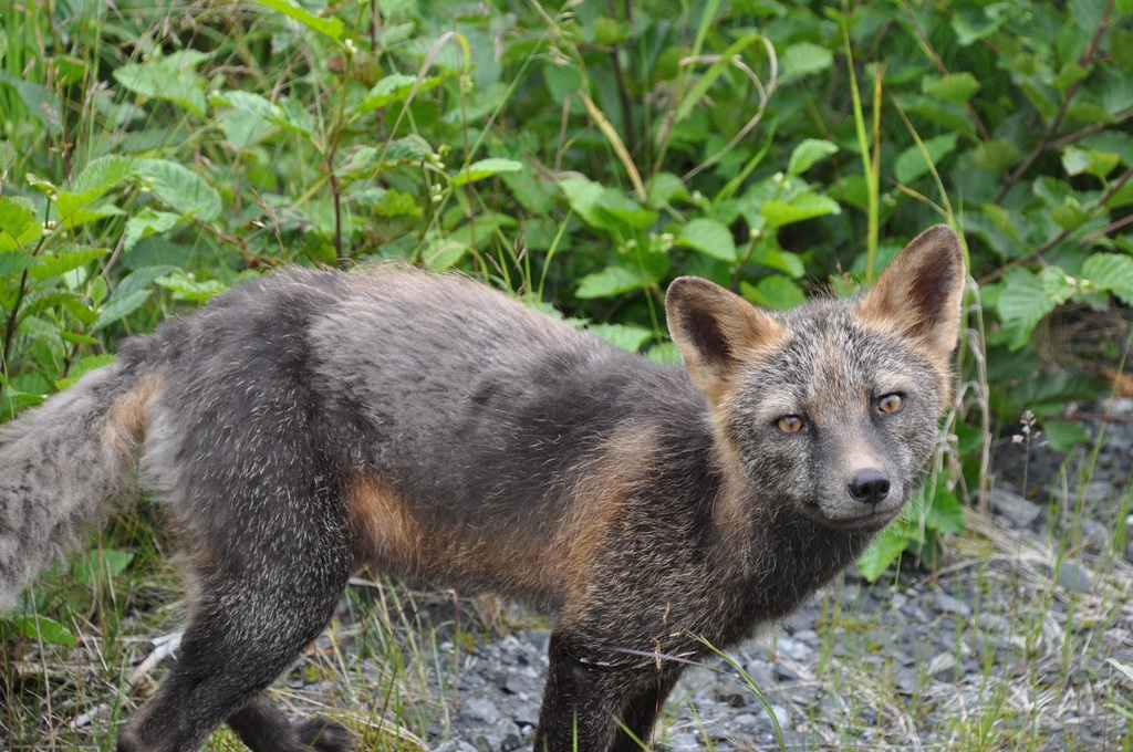 Kodiak Red Fox (Vulpes vulpes harrimani) - Know Your Mammals