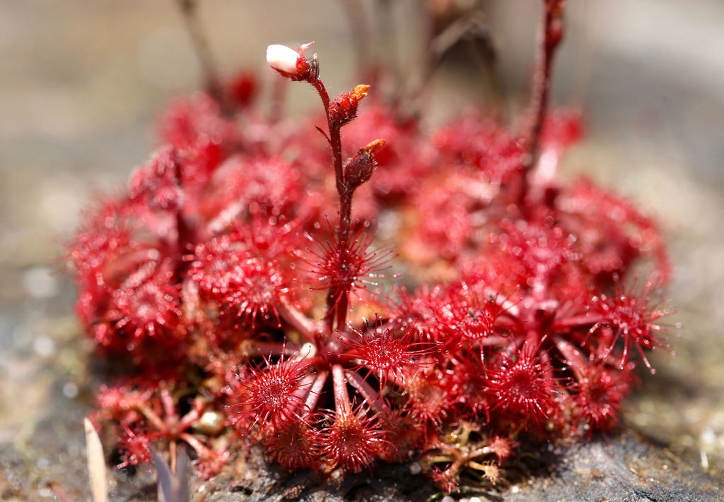 Drosera kaieteurensis from Berbice Oriental-Courantyne, Guyana on ...
