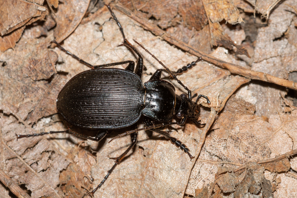 Carabus goryi from Montgomery, Maryland, United States on March 10 ...