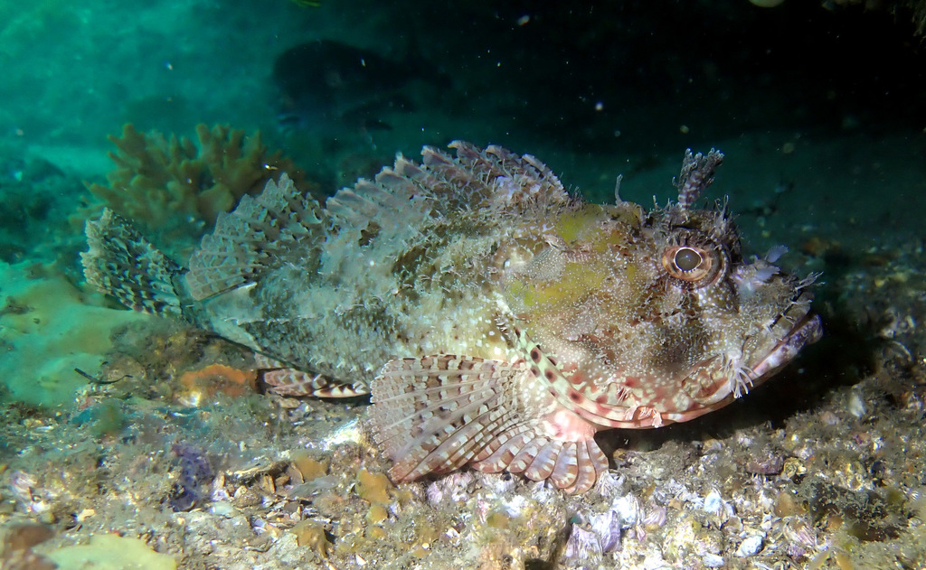 Eastern Red Scorpionfish from Sydney NSW, Australia on March 01, 2021 ...