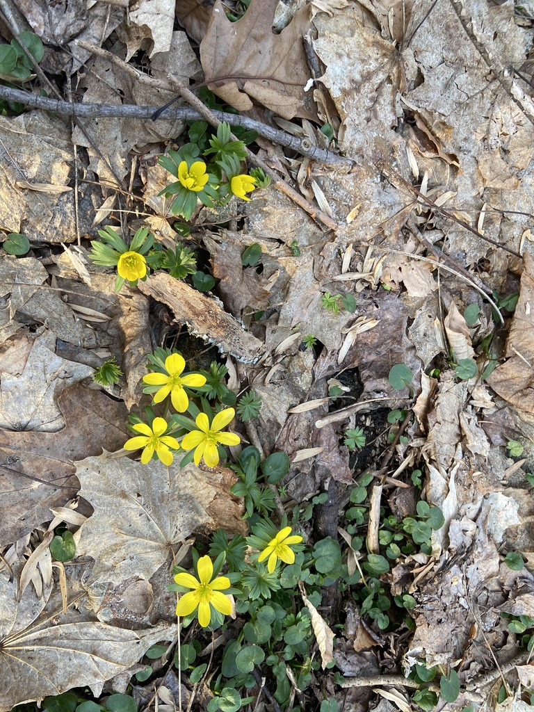 Winter Aconite from White Trail, Philadelphia, PA, US on March 11, 2021 ...