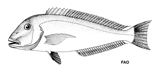 Blueline Tilefish (Caulolatilus microps) - Marine Life Identification
