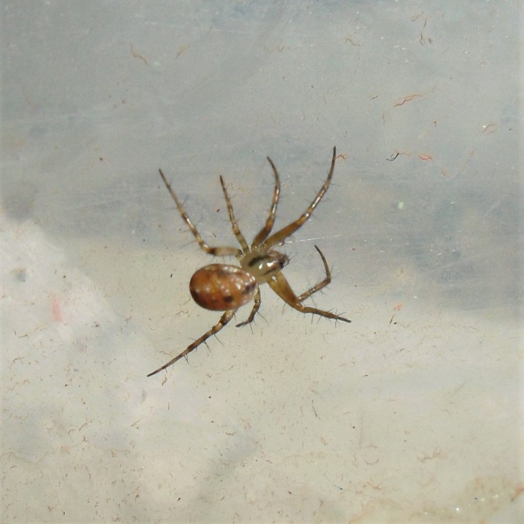 Mangora from Itaguara, MG, 35514-000, Brasil on March 04, 2021 at 05:27 ...