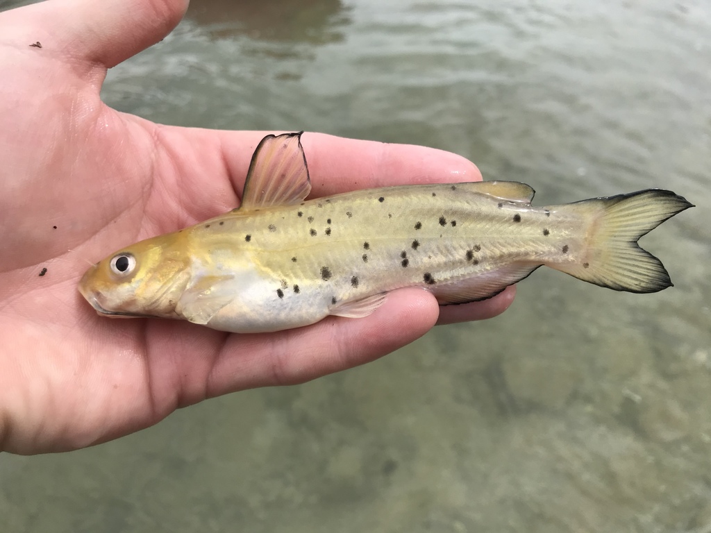 Channel Catfish from Johnson Creek, Ingram, TX, US on March 11, 2021 at ...
