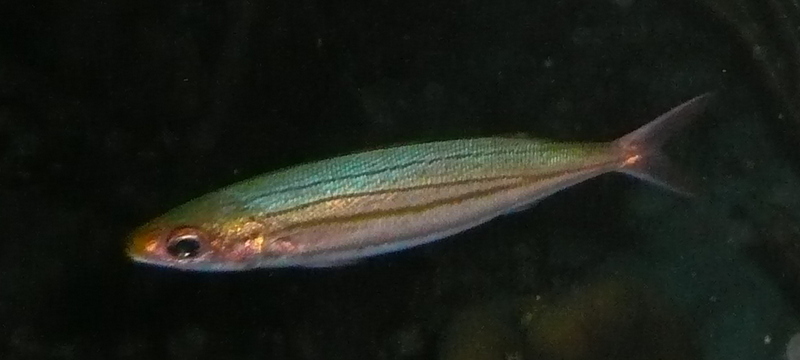 Grunts (Haemulidae) - Marine Life Identification