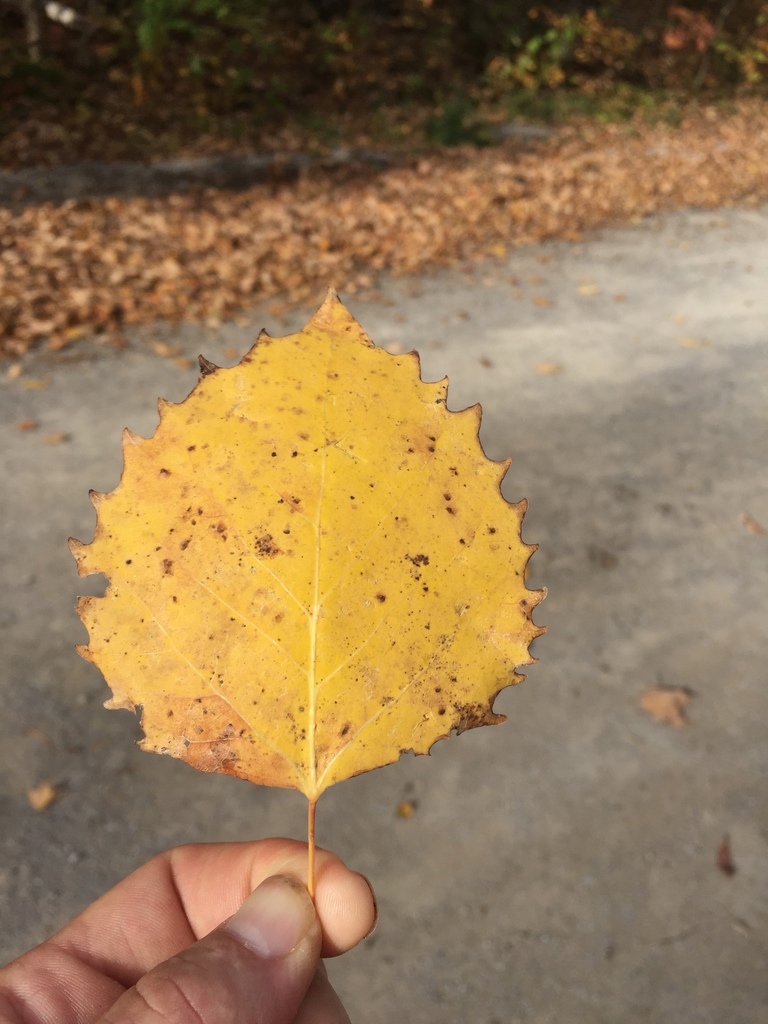 Largetooth Aspen (Trees of Manitoba) · iNaturalist