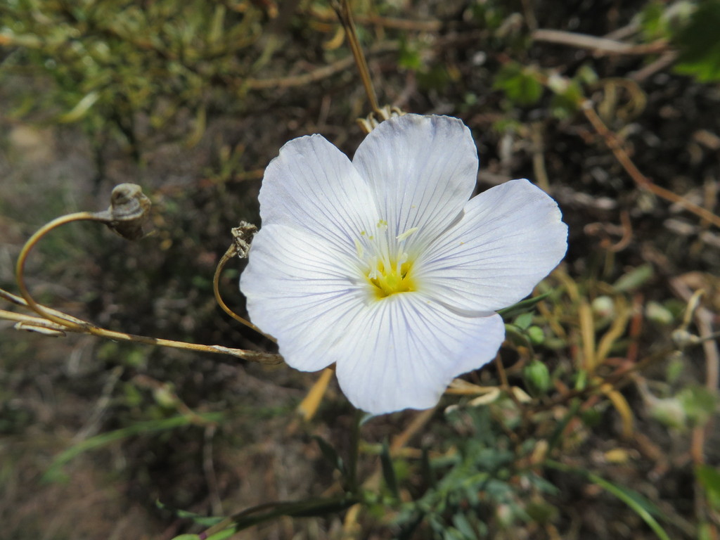 Prairie Flax (Linum lewisii lewisii) - Botanical Realm