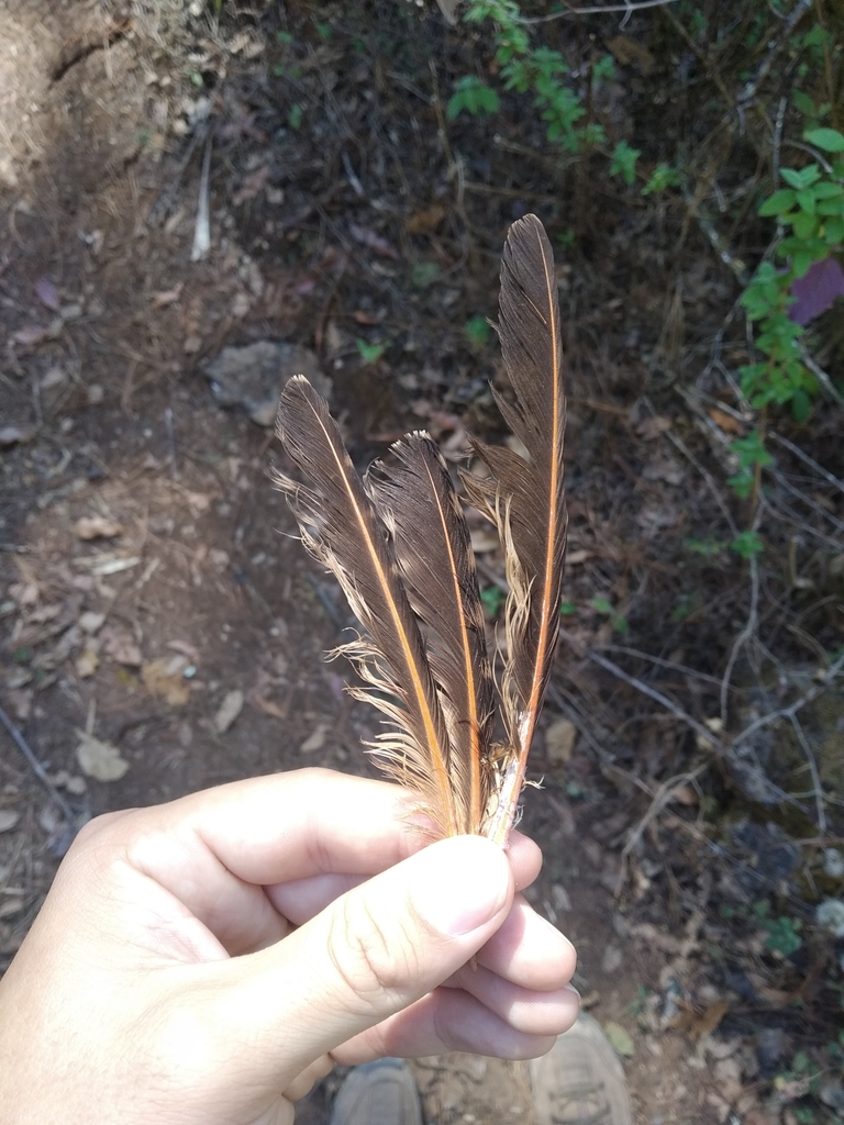 Guatemalan Flicker from Montetik bike park on March 10, 2021 at 10:10 ...