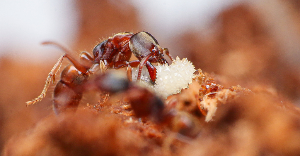Pantropical Wolf Ant (Hymenoptera of Loreto, Peru) · iNaturalist