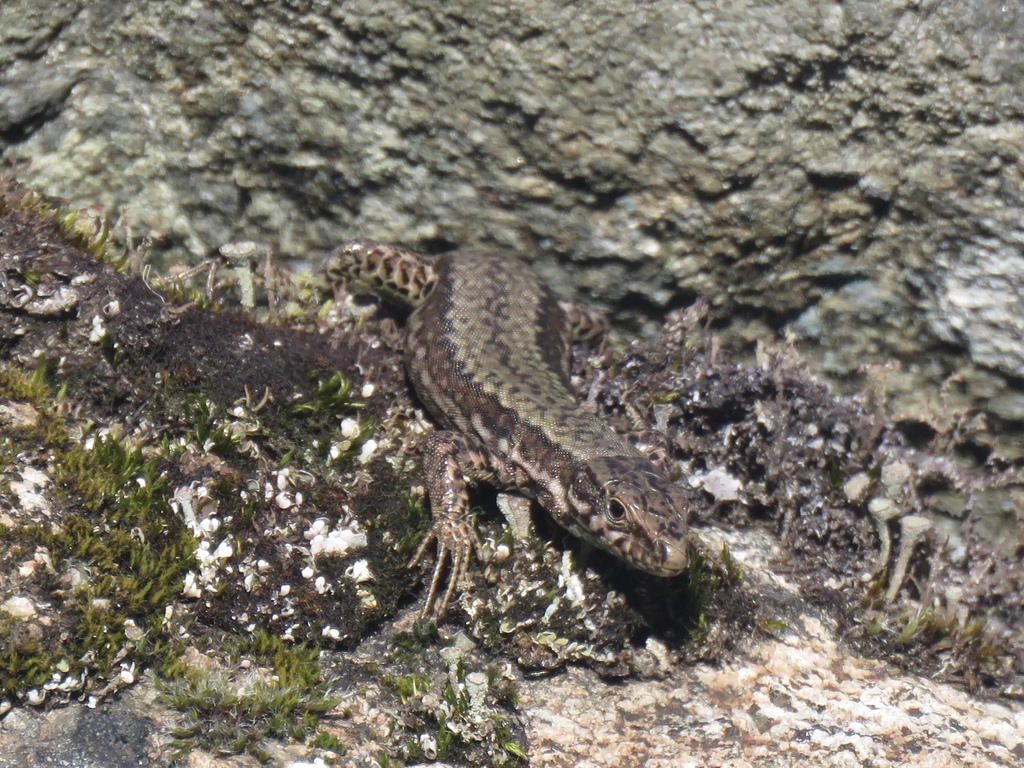 Common Wall Lizard from Cadboro Bay, Victoria, BC, Canada on March 11 ...
