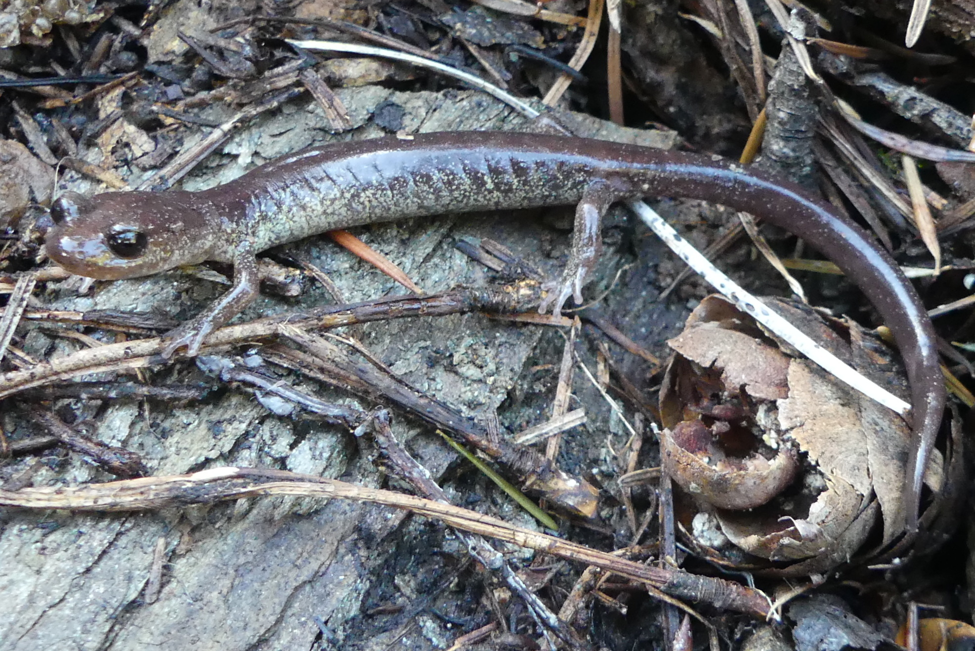 Plethodon asupak Mead, Clayton, Nauman, Olson & Pfrender, 2005