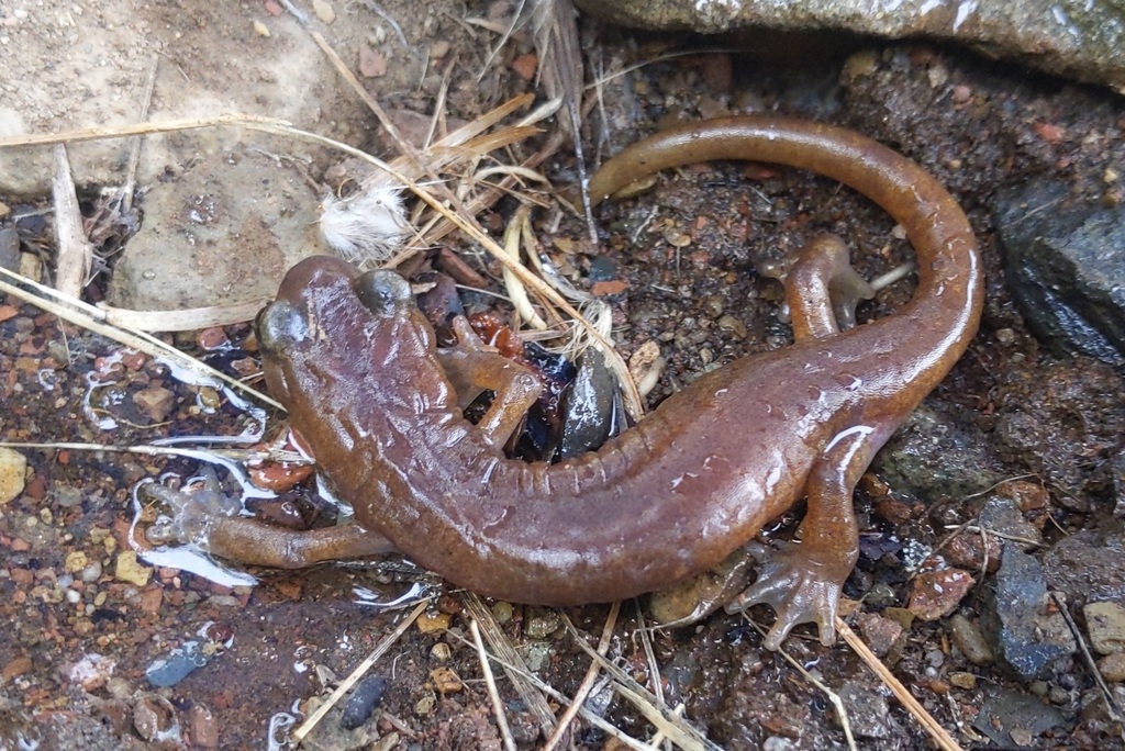 Limestone Salamander in March 2021 by Jonathan Hakim · iNaturalist