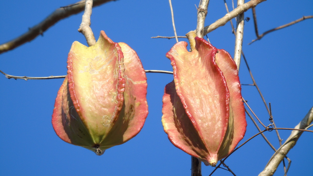 (Jacaratia mexicana) - Botanical Realm