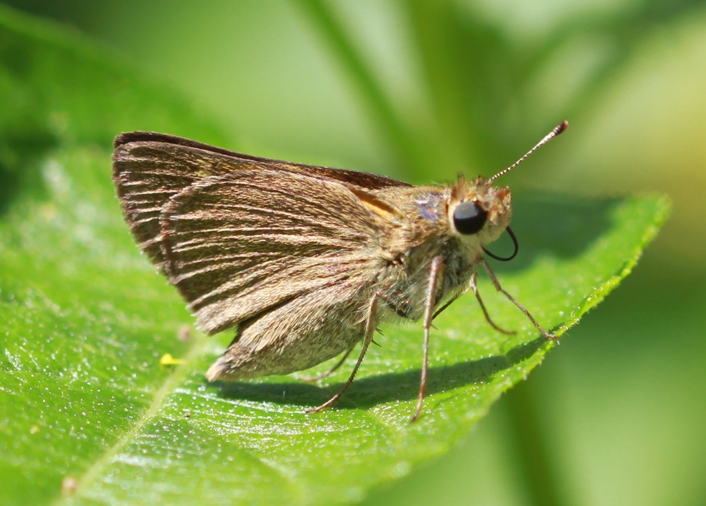 Swarthy Skipper (Butterflies and Skippers of GSMNP) · iNaturalist