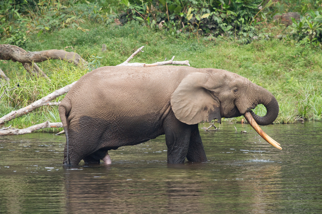 Elephants (Elephantidae) - Know Your Mammals