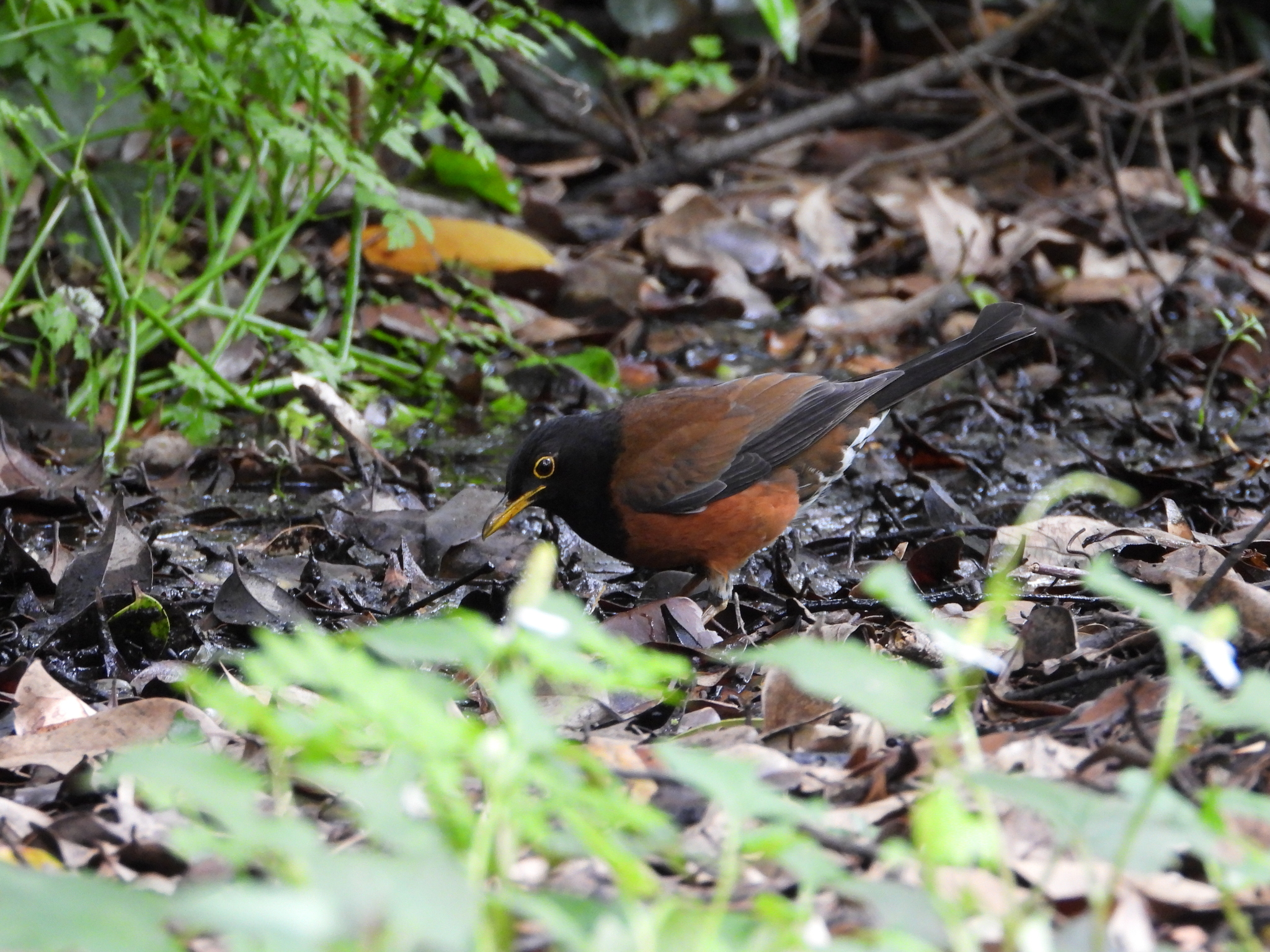 Turdus celaenops Stejneger, 1887