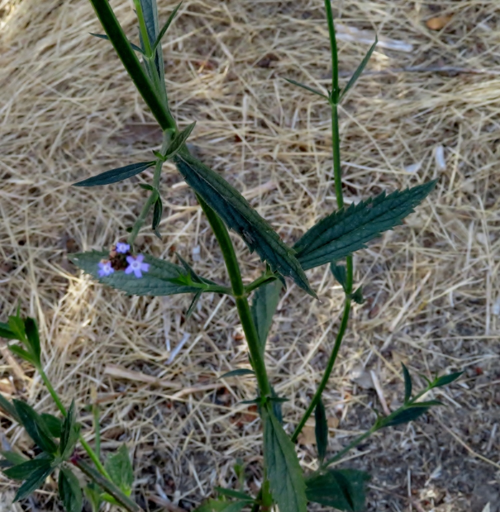 Brazilian Vervain (Invasive Plants of Houston (WiP)) · iNaturalist