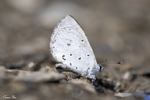 Subspecies Celastrina sugitanii shirozui · iNaturalist