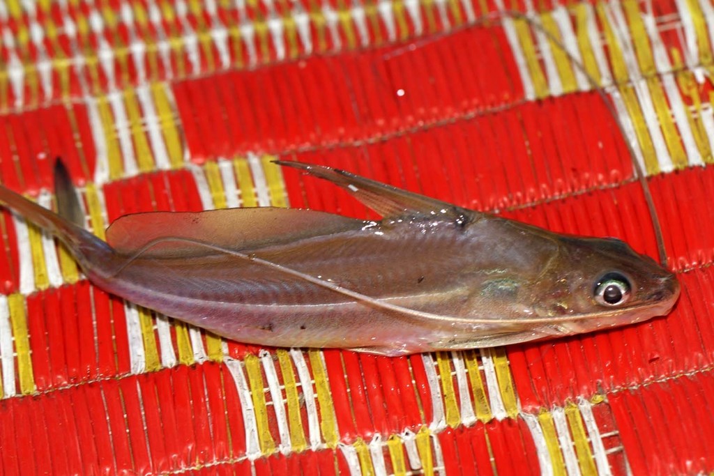 (Mystus) - Marine Life Identification