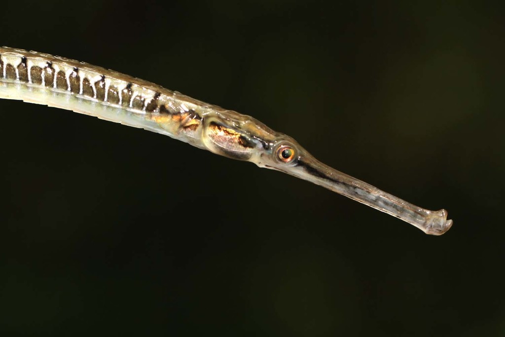 (Microphis boaja) - Marine Life Identification