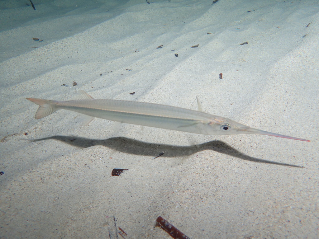 Southern Garfish (Fishes of Port Phillip Bay, Victoria) · iNaturalist