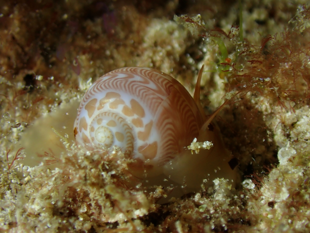 Tanea sagittata from Perth WA, Australia on March 01, 2021 at 08:04 PM ...