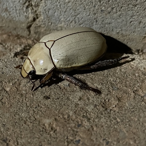 Anoplognathus macleayi · iNaturalist