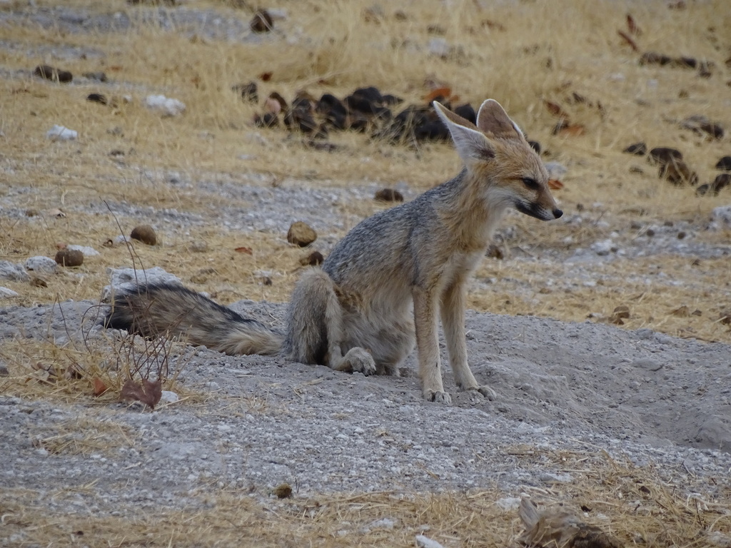 Cape Fox (Vulpes chama) - Know Your Mammals