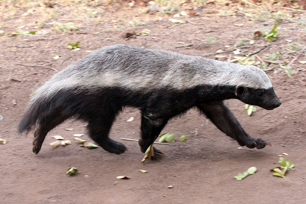 Cape Ratel from Эхланзени, Южная Африка on December 2, 2018 at 08:26 AM ...