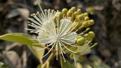 Capparis grandis · iNaturalist