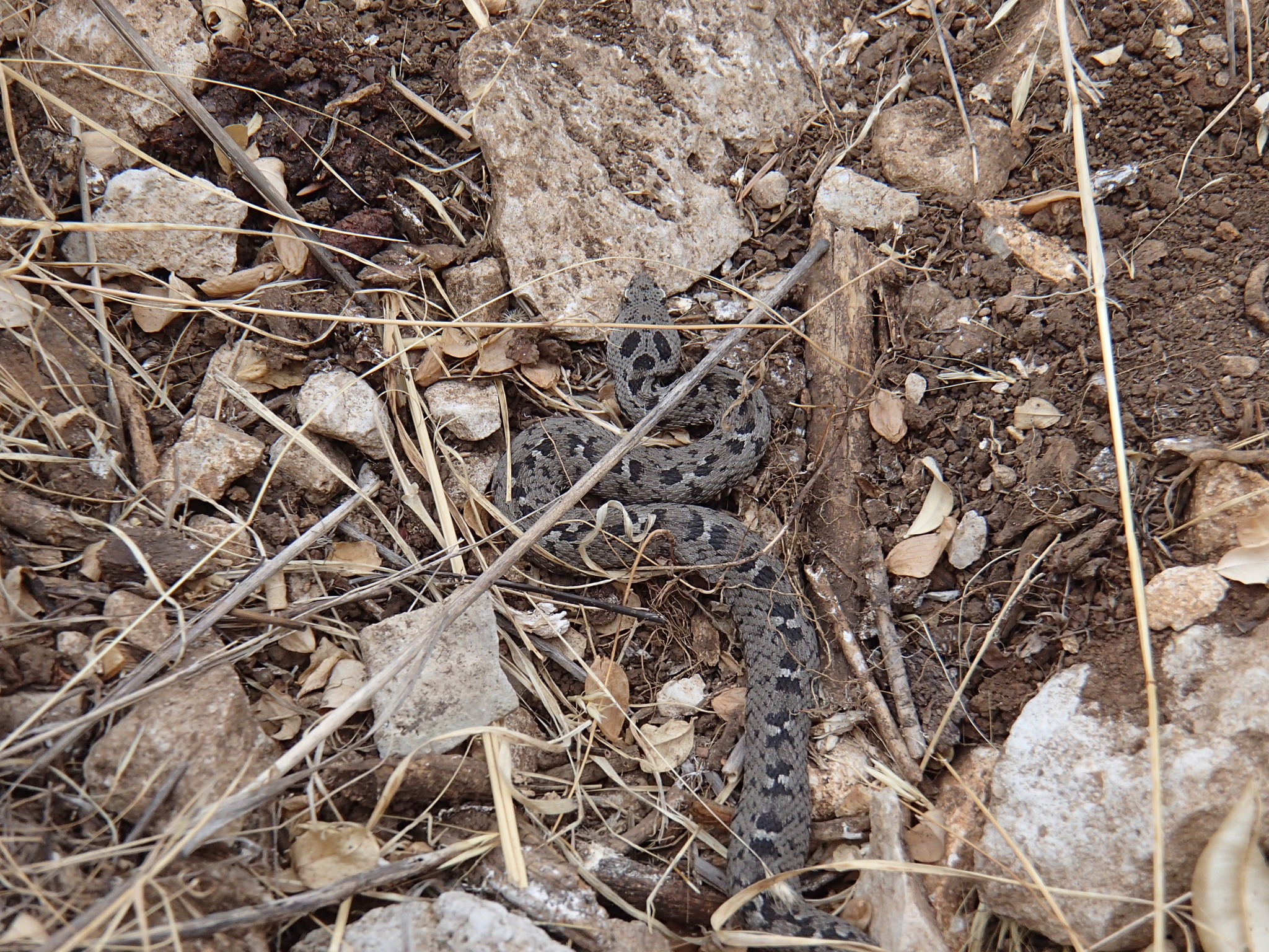 Montivipera bornmuelleri (Werner, 1898)