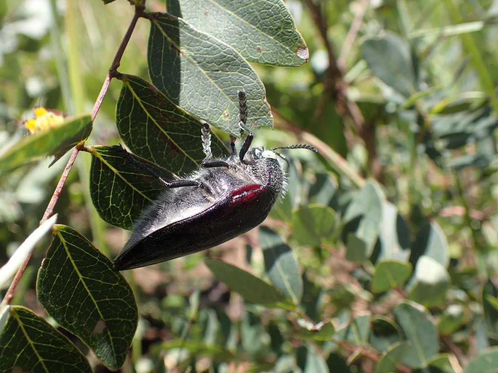 Sternocera orissa variabilis from Mufulira, Copperbelt, Zambia on March ...